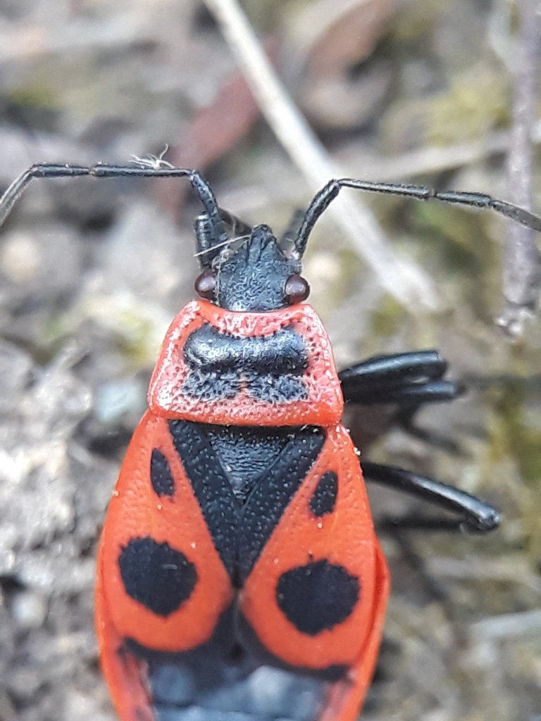 European Firebug from Longwy, France on September 05, 2022 at 05:45 PM ...