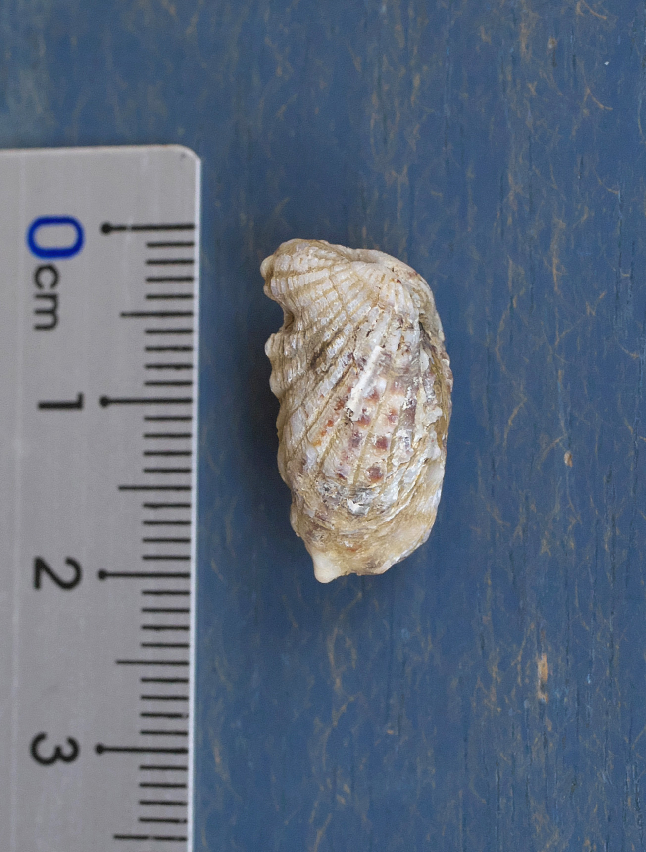 Cardita leana Dunker, 1860