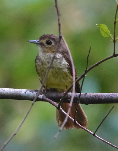 Subspecies Tricholestes criniger criniger · iNaturalist