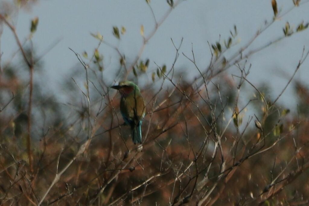 Lilac-breasted Roller from Zambezi Region, Namibia on August 19, 2022 ...