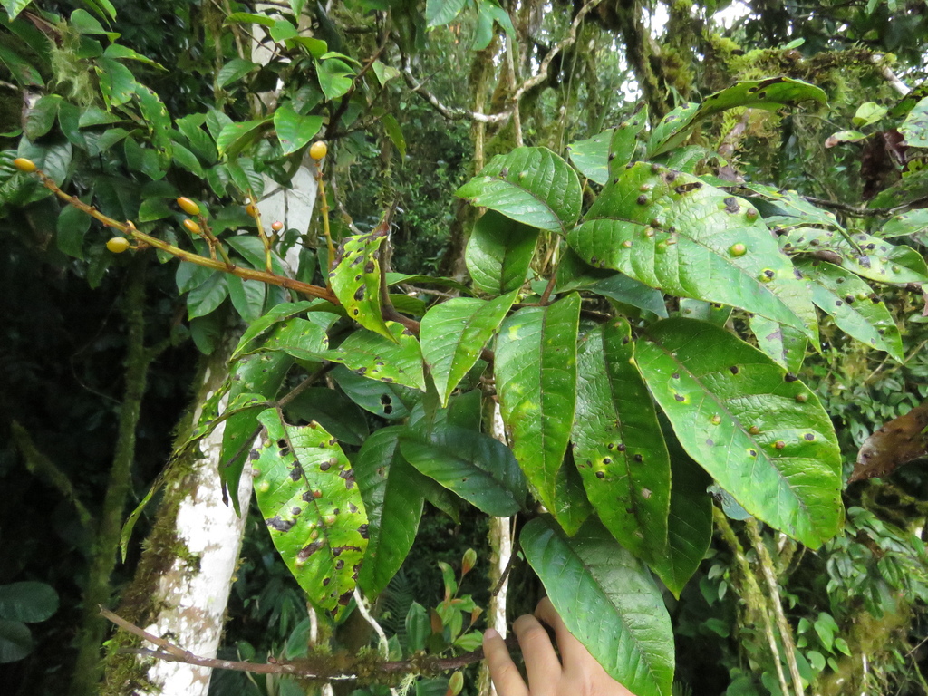 Mauria heterophylla from Jardín, Antioquia, Colombia on August 25, 2022 ...