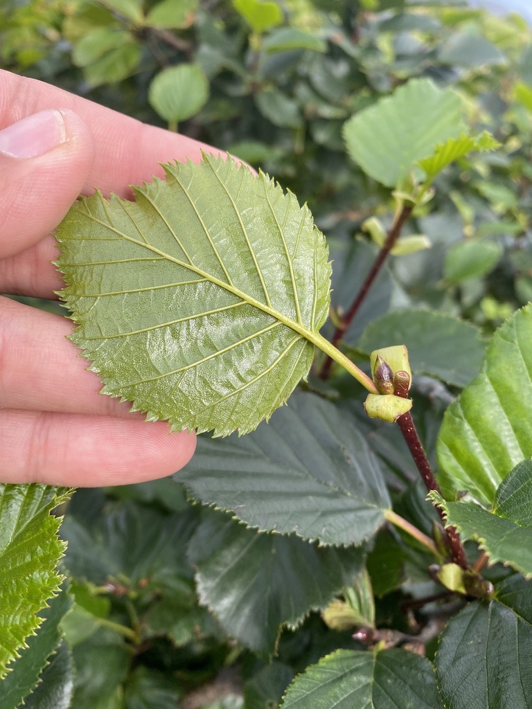 siberian alder (Alnus alnobetula fruticosa) - Botanical Realm