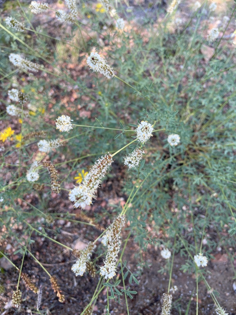 white prairie clover from Santa Fe, NM, US on September 02, 2022 at 08: ...