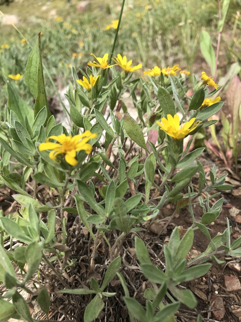 Heterotheca villosa in August 2022 by scrumrin · iNaturalist