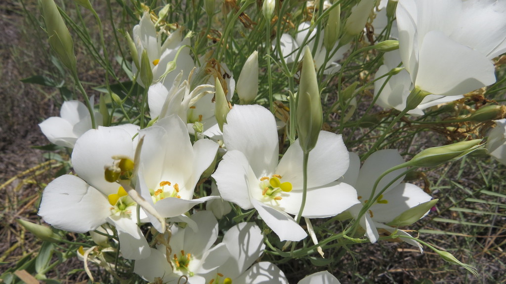 Eustoma exaltatum exaltatum in June 2015 by Guadalupe CR. arbusto ...