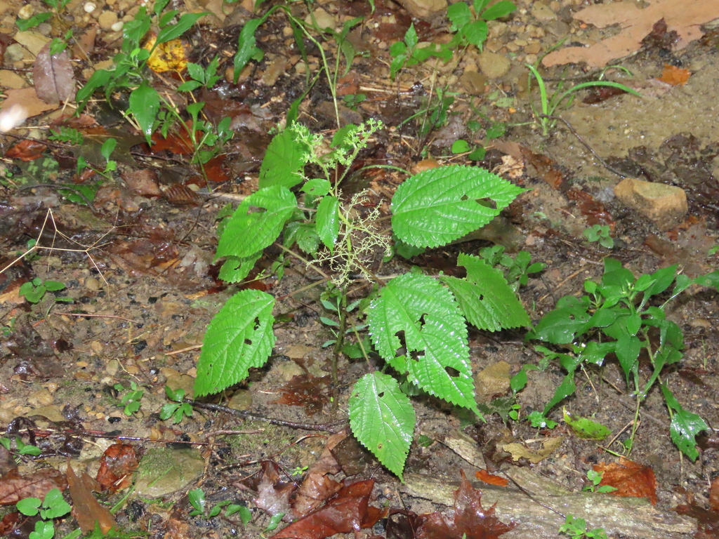 wood nettle in September 2022 by Chuck Cantley · iNaturalist