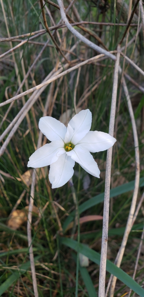 Spring starflower from Tandil, Provincia de Buenos Aires, Argentina on ...
