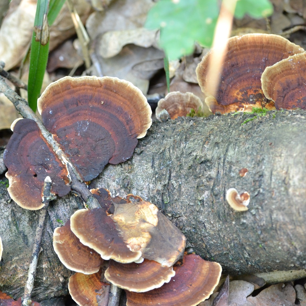 Thin-walled Maze Polypore from 293 01 Nepřevázka, Česko on September 04 ...