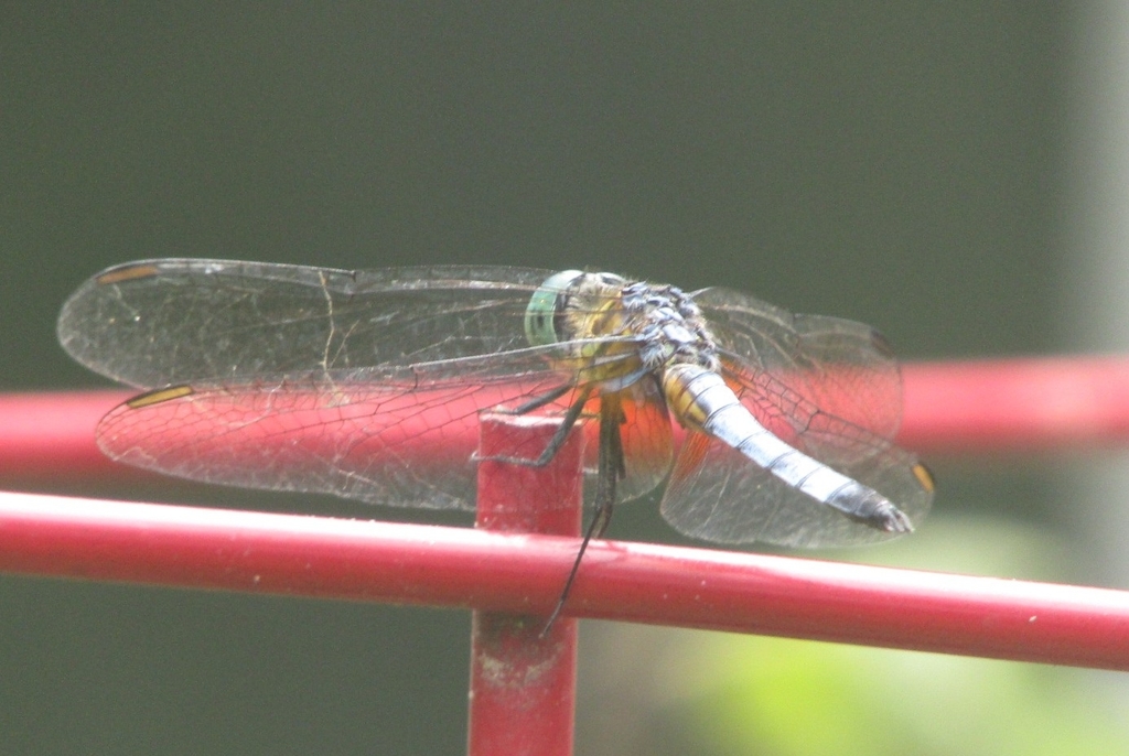 Blue Dasher from Patton Village, TX 77372, USA on September 5, 2022 at ...