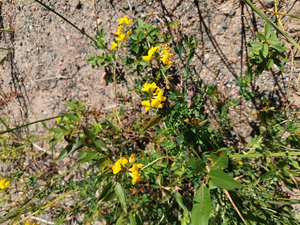 bird's-foot trefoil from Bruce Mines, ON P0R 1C0, Canada on September ...