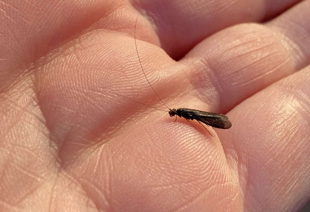 Black Dancer Caddisfly from Pancake Bay, Algoma, Unorganized, North ...
