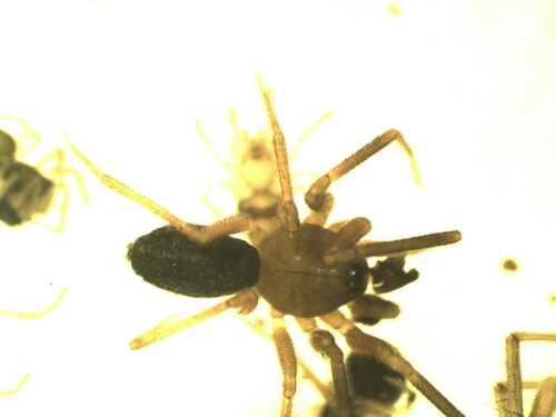 Sintula spiniger · iNaturalist