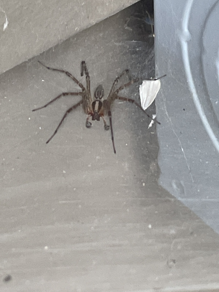 Entelegyne Spiders from S Holly Ave, Sioux Falls, SD, US on September ...