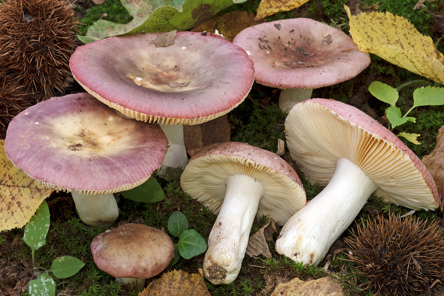 Russula romellii Maire