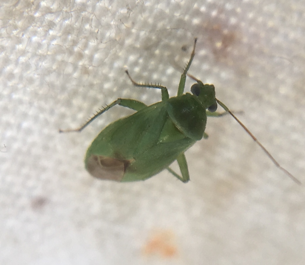 Apolygus lucorum from TW1, Twickenham, England, GB on August 4, 2018 at ...