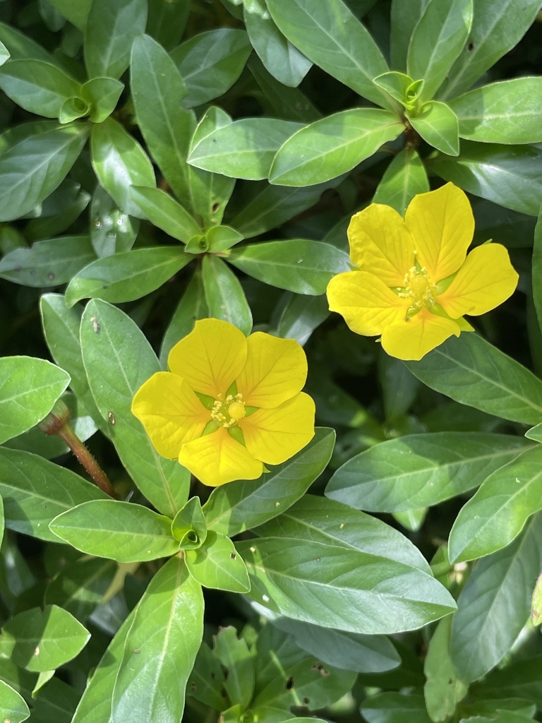 water primrose from Saint Charles, IA, US on September 5, 2022 at 03:24 ...