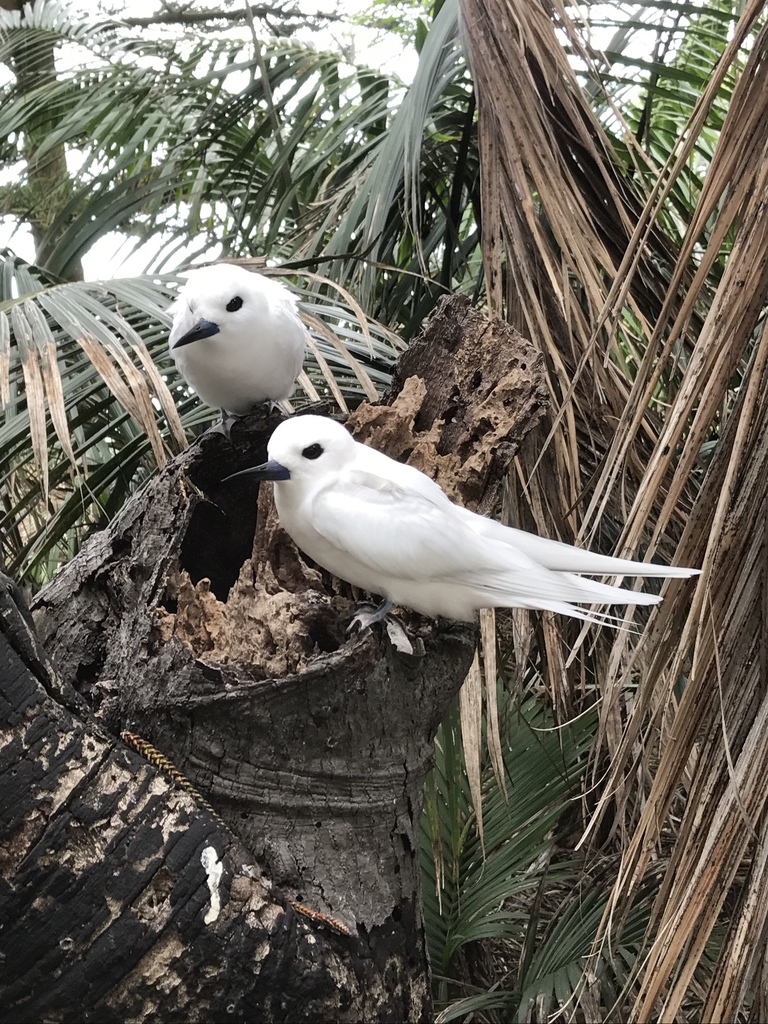 White Tern from lord howe island on October 16, 2017 by Eddy Smith. On ...
