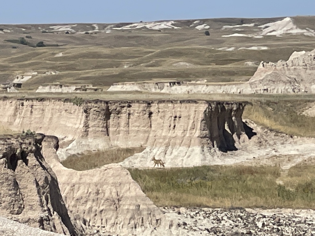 Coyote from Badlands National Park, Wall, SD, US on September 4, 2022 ...
