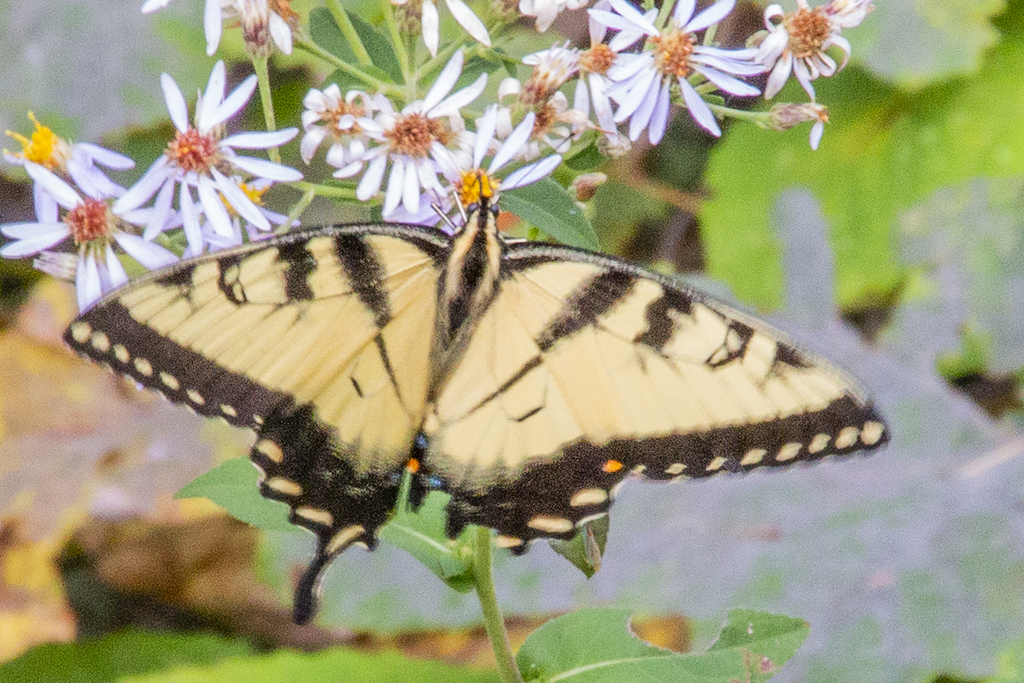 Eastern Tiger Swallowtail from House Mountain Overlook, Blue Ridge ...
