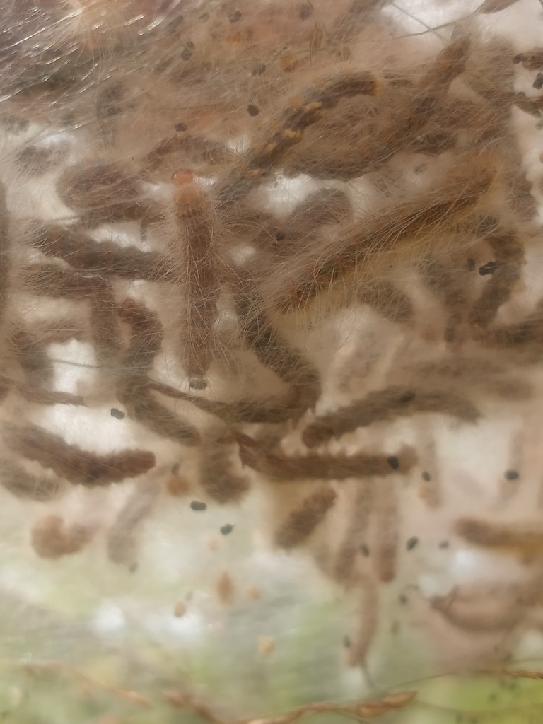 Fall Webworm Moth from Cambridge, MD 21613, USA on September 05, 2022 ...