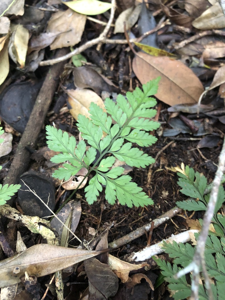 ferns from Estrada da Baitaca, Quatro Barras, PR, BR on September 5 ...