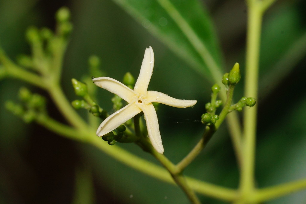 Bitterbark (Alstonia constricta) - Botanical Realm