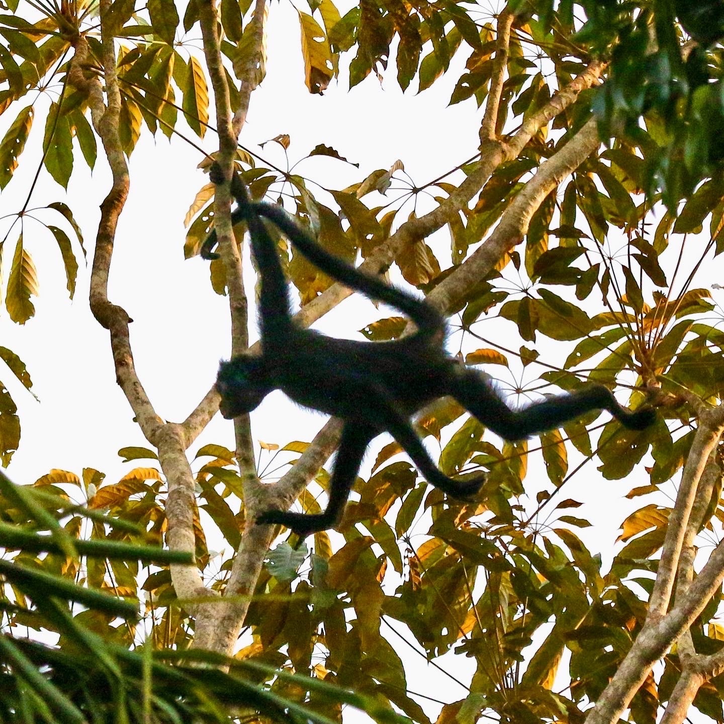 Ateles marginatus É.Geoffroy Saint-Hilaire, 1809