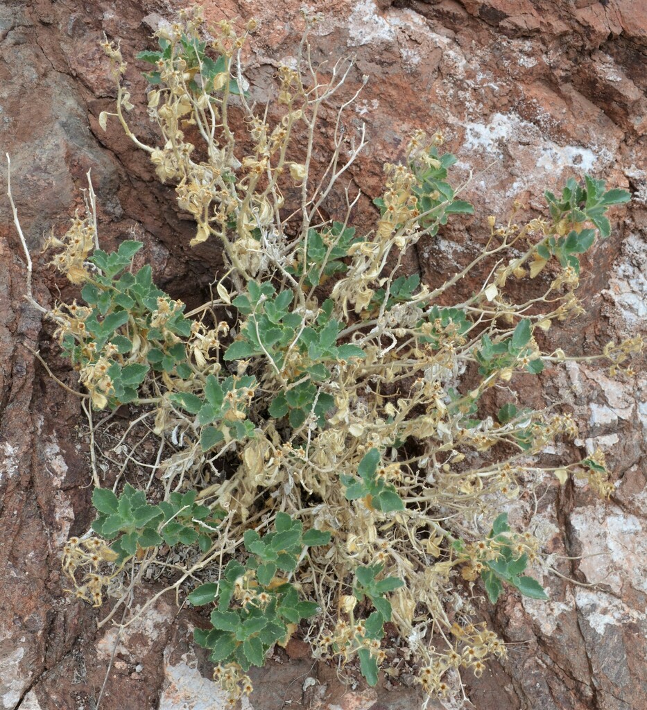 desert rock nettle from Clark County, NV, USA on August 10, 2022 by J ...