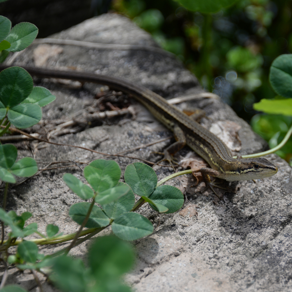 Japanese Grass Lizard in August 2022 by Alan Broderick · iNaturalist