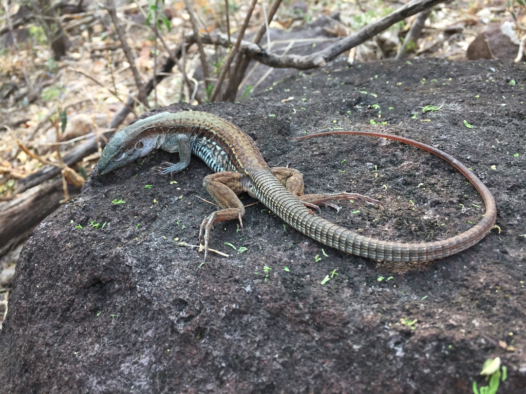 Sack's Giant Whiptail Lizard from Tlaquiltenango, Mor., México on May ...