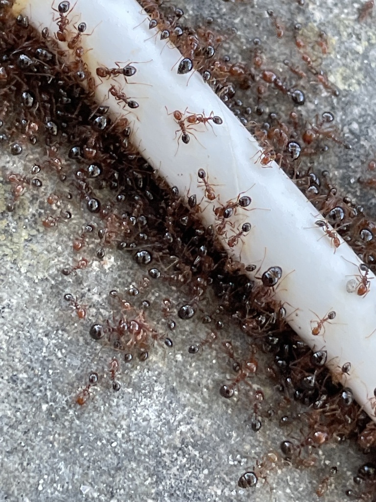 Red Imported Fire Ant from SW 134th St, Miami, FL, US on September 05 ...