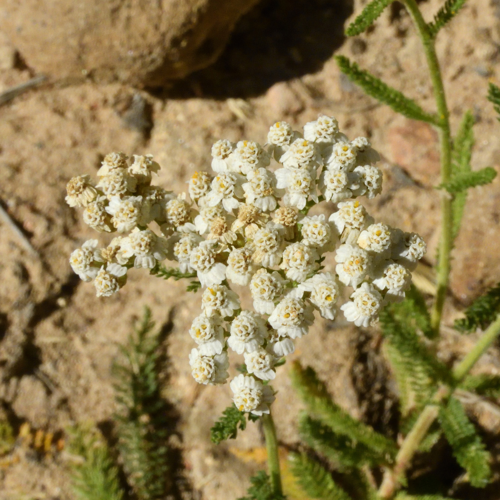 common yarrow from Emery County, UT, USA on September 4, 2022 at 11:05 ...