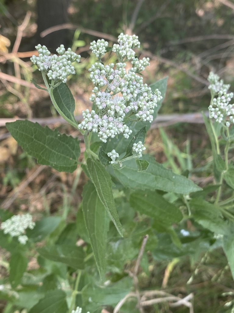 late boneset from Fort Worth Nature Center & Refuge, Fort Worth, TX, US ...
