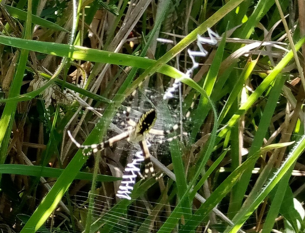 Yellow Garden Spider from Ashland, OH 44805, USA on September 1, 2022 ...