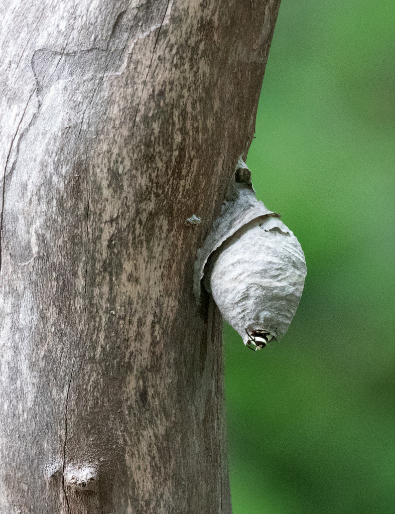 Bald-faced Hornet from Iron County, MO, USA on May 28, 2022 at 04:29 PM ...