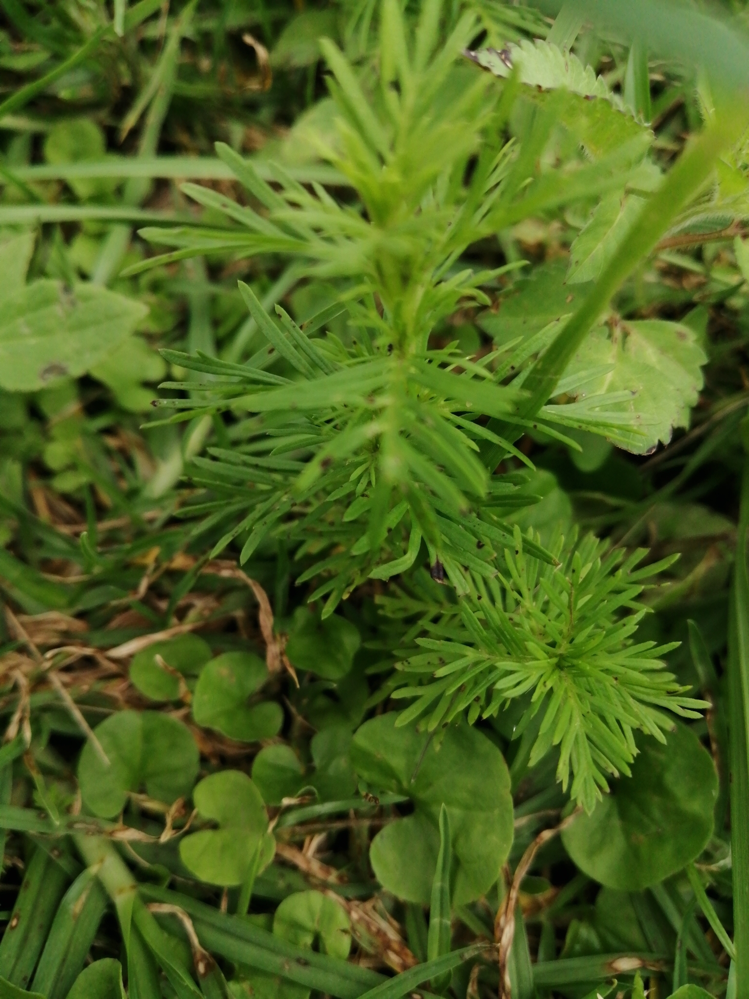 Tagetes filifolia Lag.