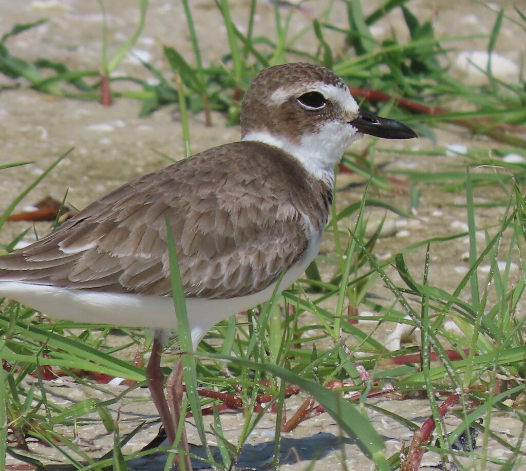 Wilson's Plover from Carlos Point, Fort Myers Beach, FL 33931, USA on ...