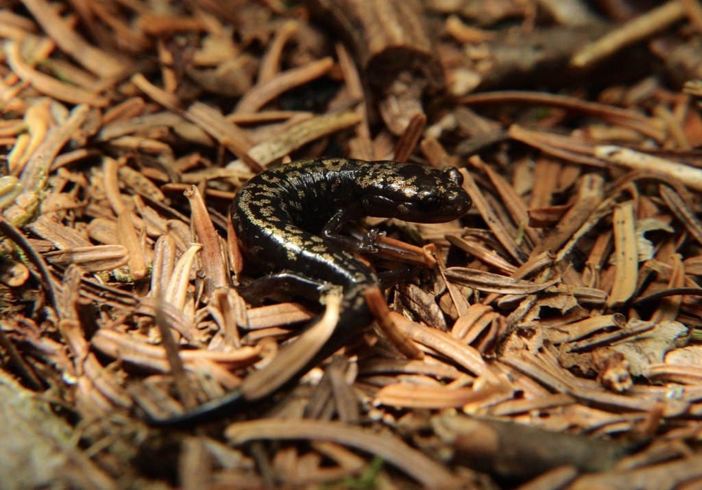 Weller's Salamander in June 2022 by Eric Johnson · iNaturalist