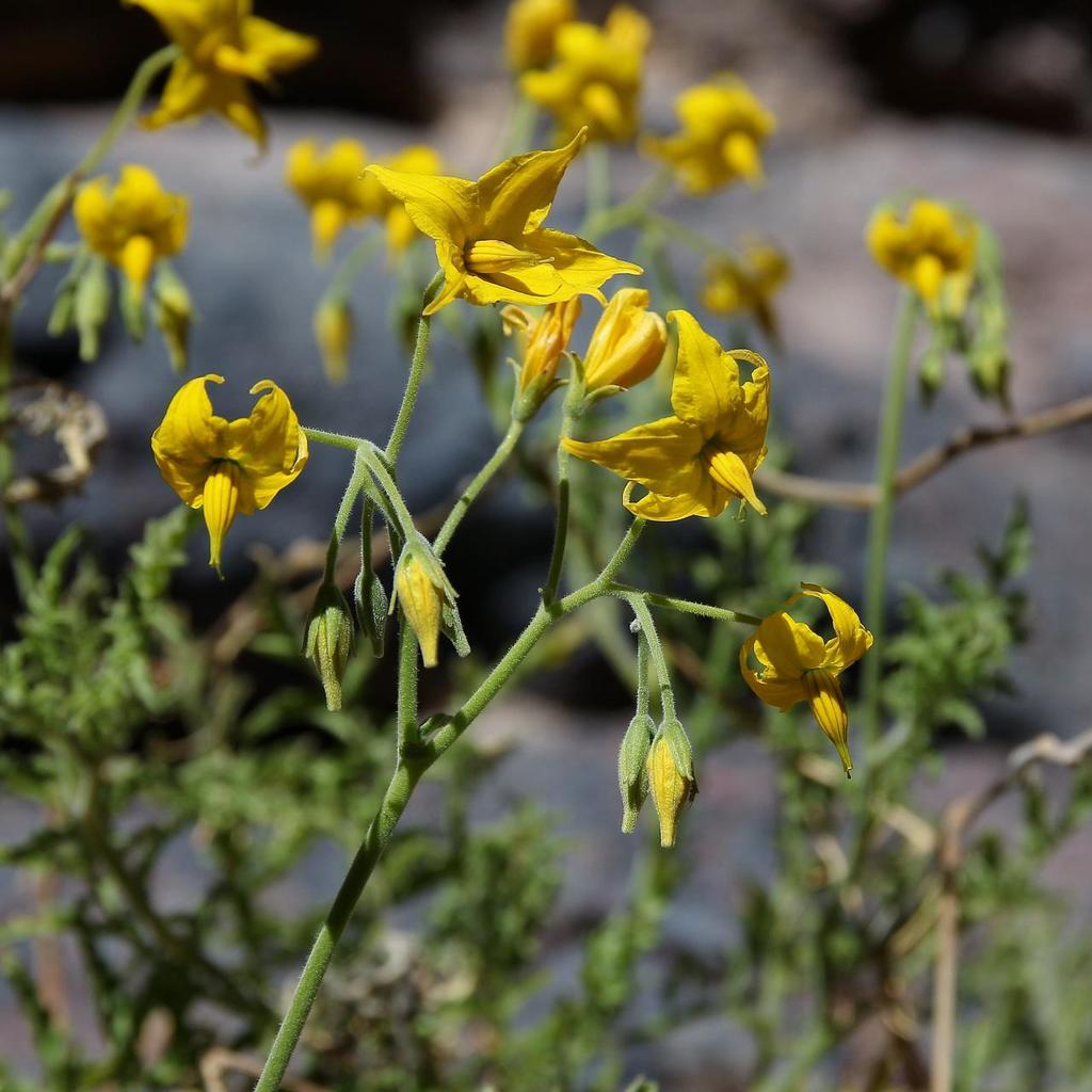 (Solanum chilense) - Botanical Realm