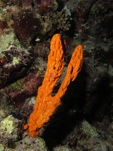 Genus Stylissa · iNaturalist