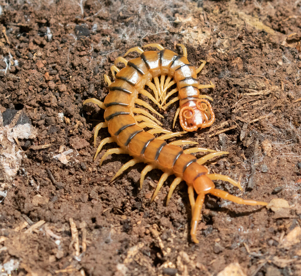 Common Desert Centipede from Chiracahua Mountains, Cochise County, AZ ...