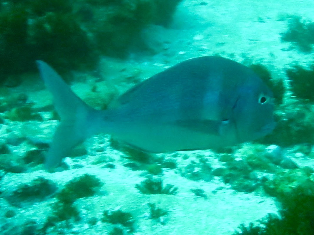 Chrysoblephus anglicus (Gilchrist & Thompson, 1908)