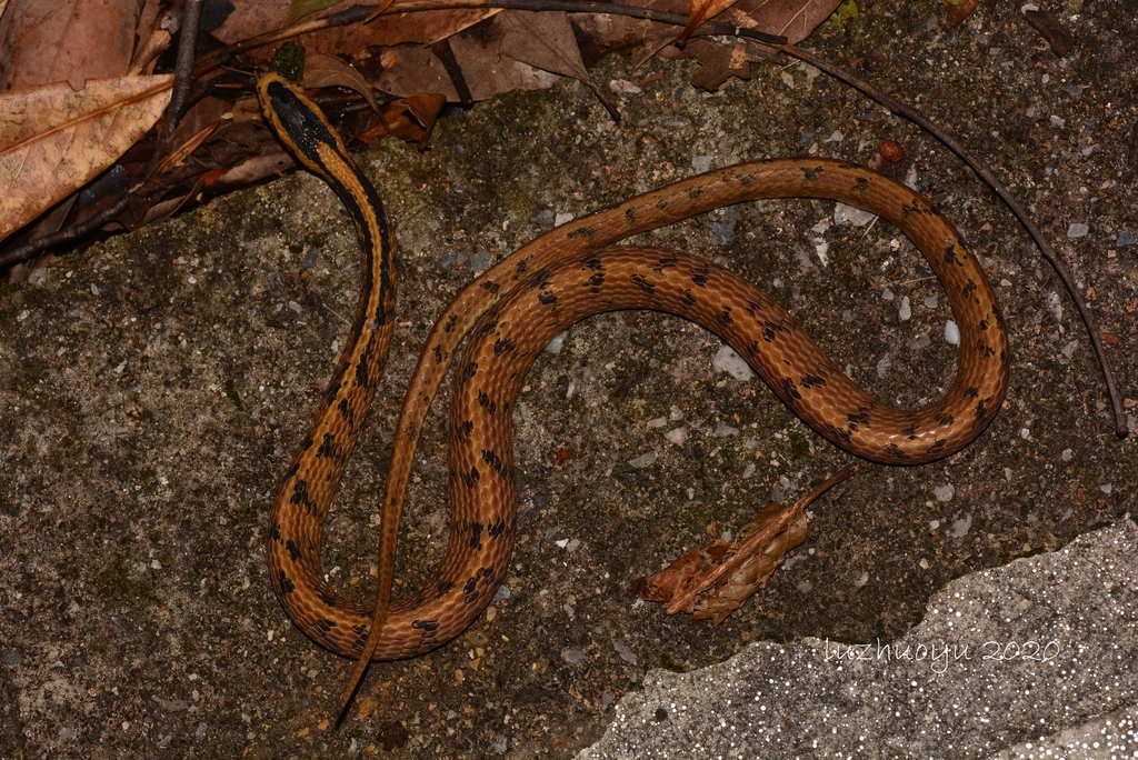 Stanley's Slug Snake from 中国湖南省郴州市宜章县WVW2+263 邮政编码: 424221 on June 13 ...
