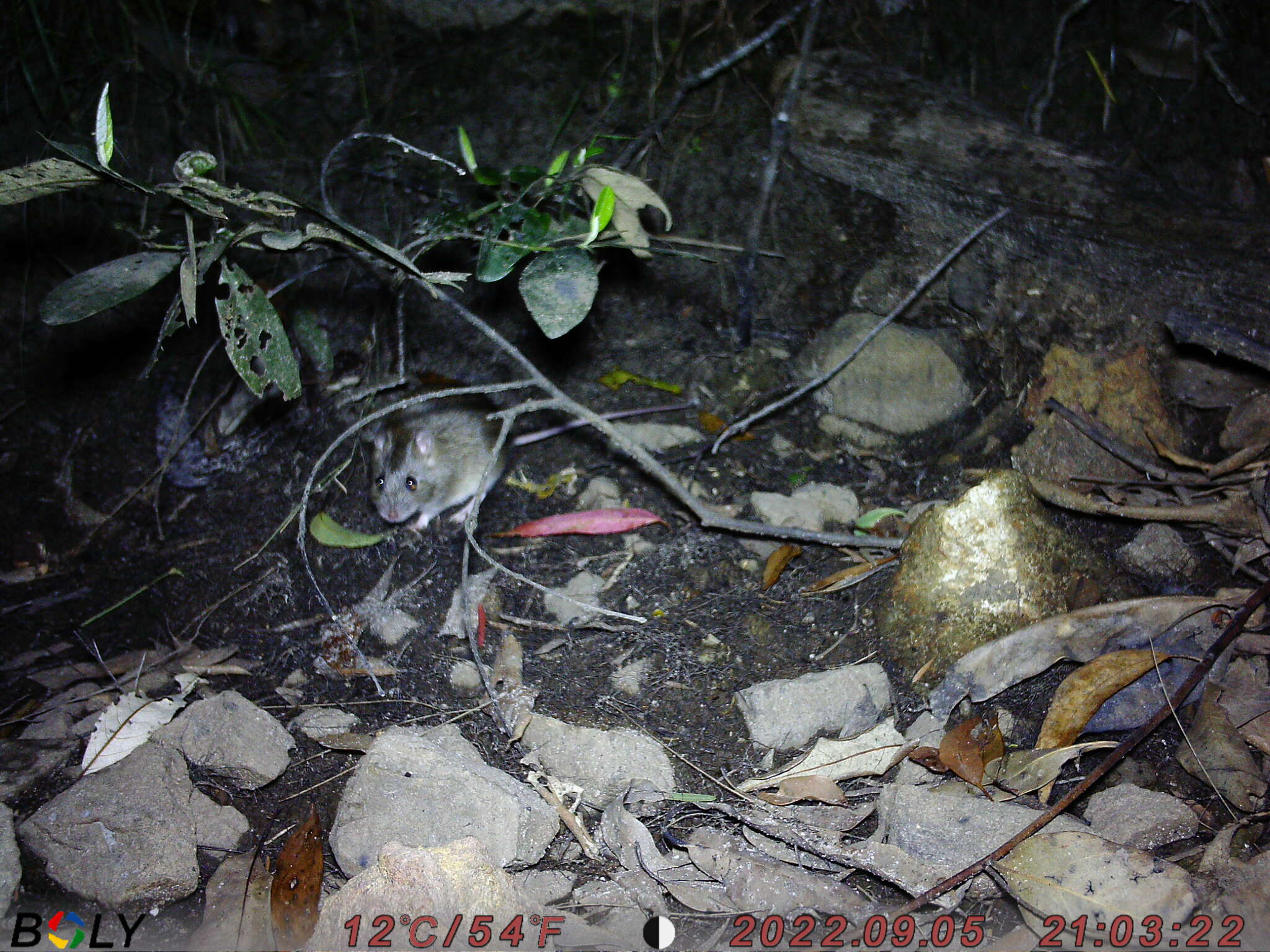 Rattus tunneyi (Thomas, 1904)