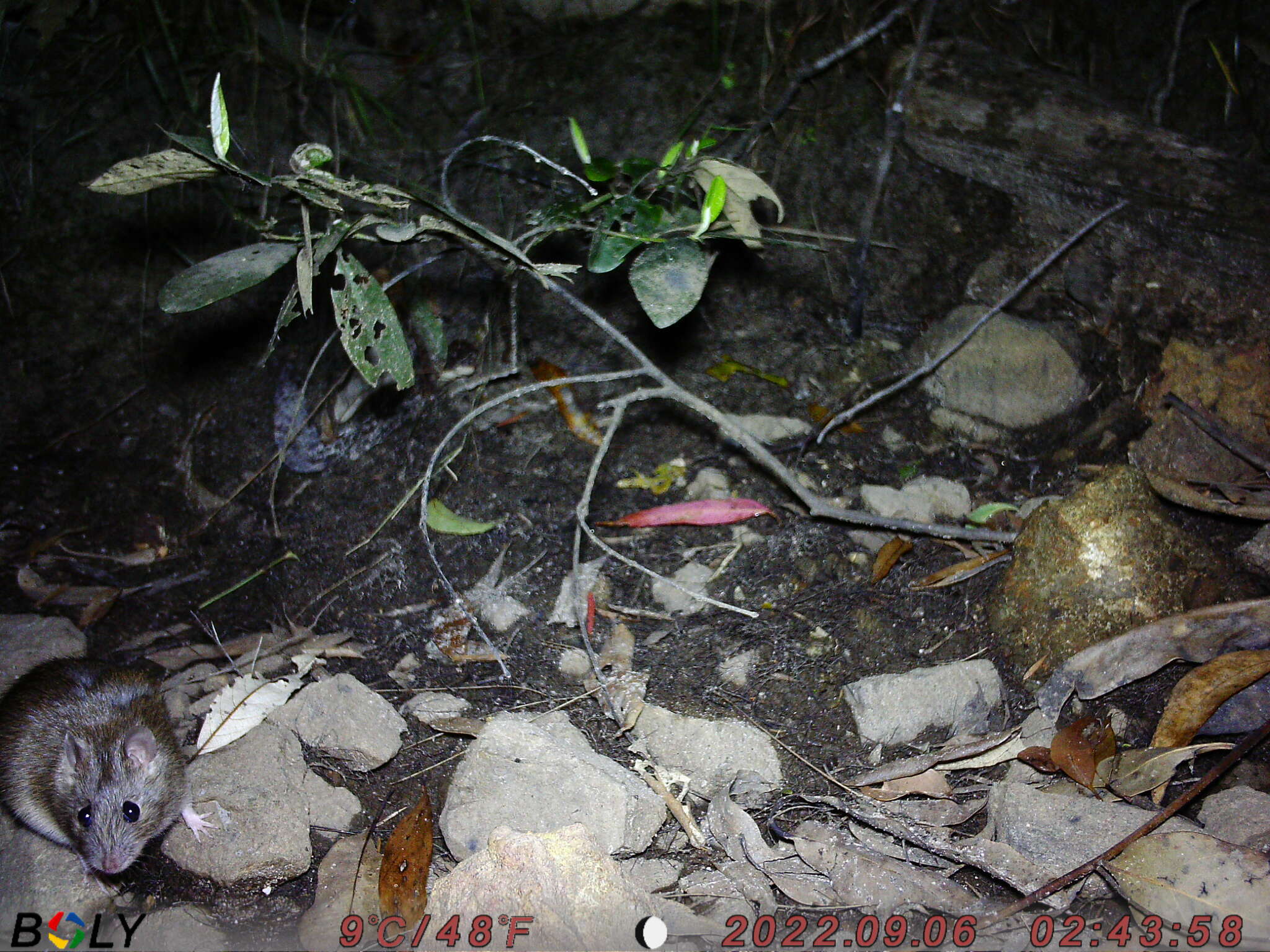 Rattus tunneyi (Thomas, 1904)