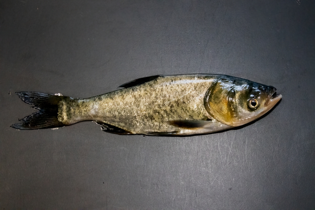 Bighead Carp from 安徽省合肥市蜀山区安徽农业大学 on September 4, 2022 at 05:27 PM by 张 ...