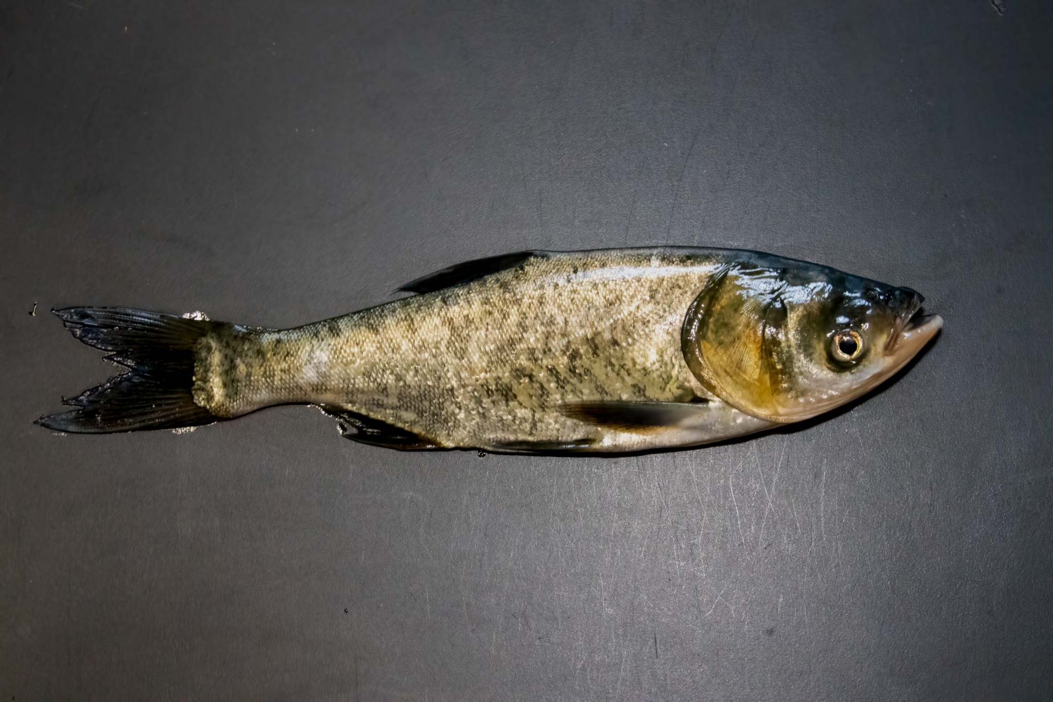 Hypophthalmichthys nobilis (Richardson, 1845)