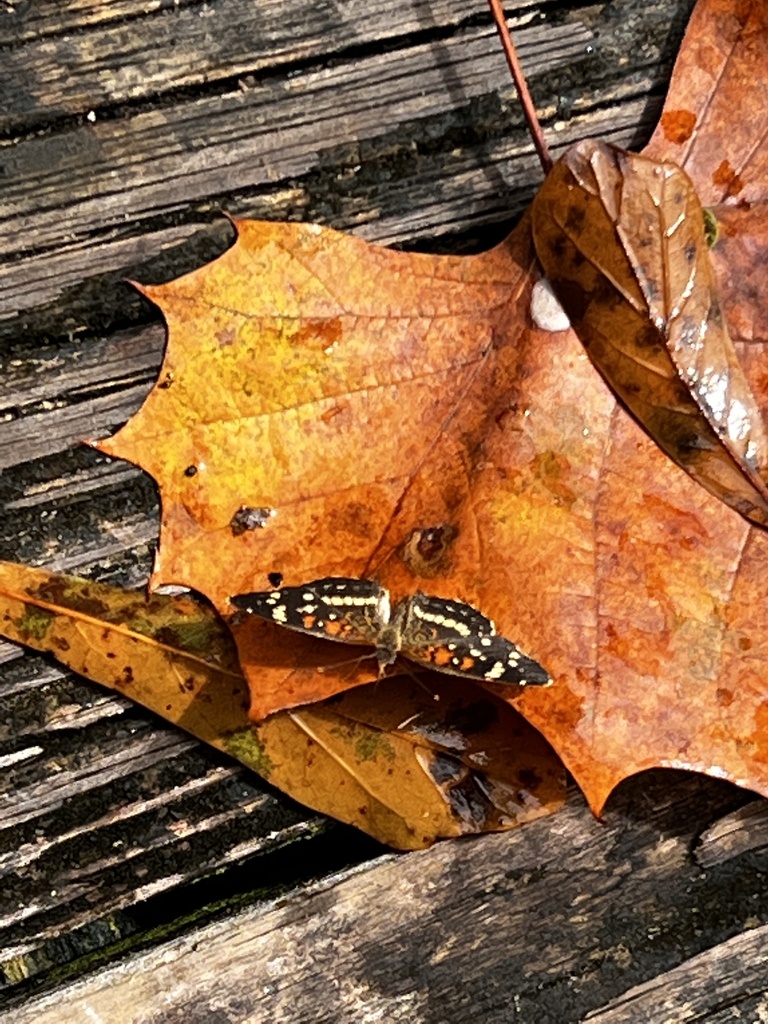 Texan Crescent from Isaac Creek, Franklin, AL, US on September 05, 2022 ...