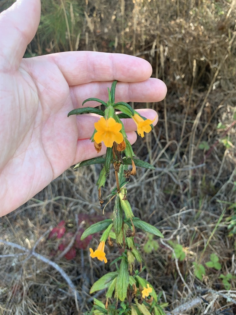 orange bush monkeyflower from Point Reyes National Seashore, Inverness ...