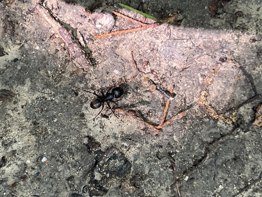 Eastern Black Carpenter Ant from North Garland, Garland, TX, US on ...